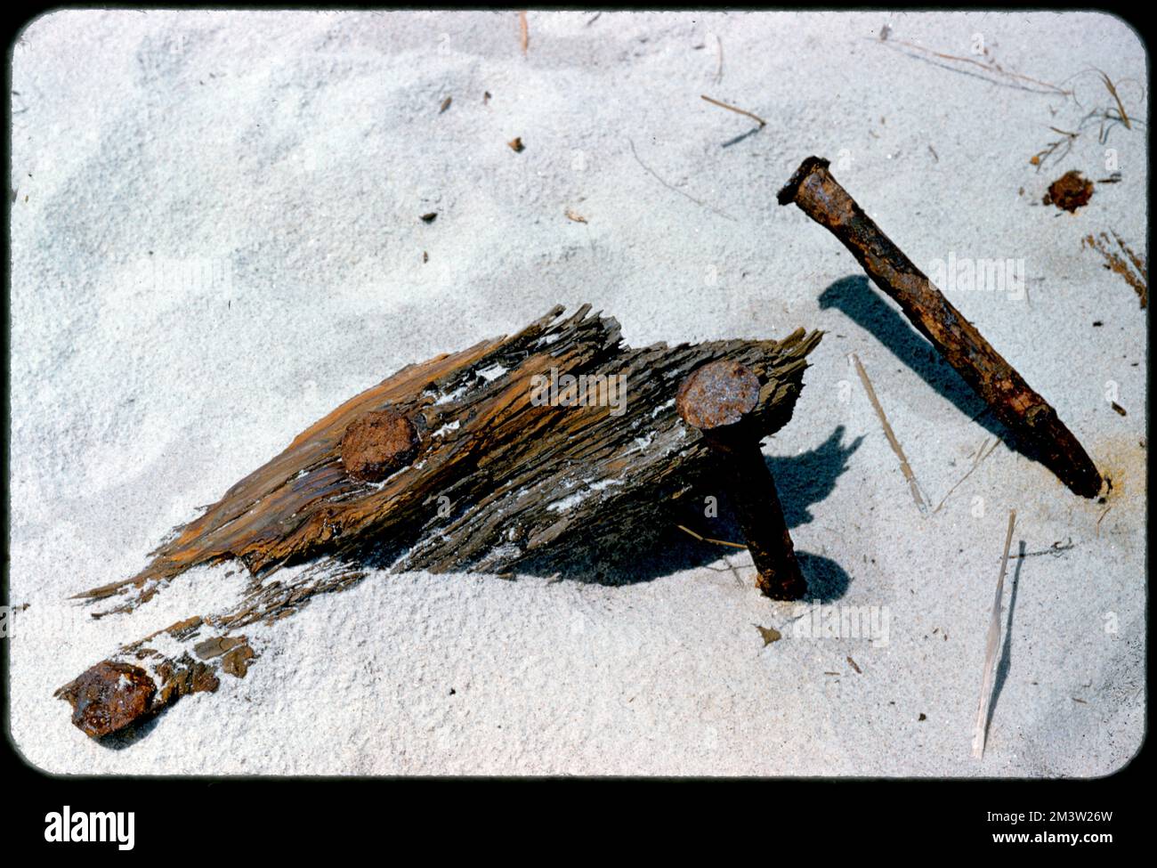 Spike & rotting log , Logs, Nails & spikes. Edmund L. Mitchell ...