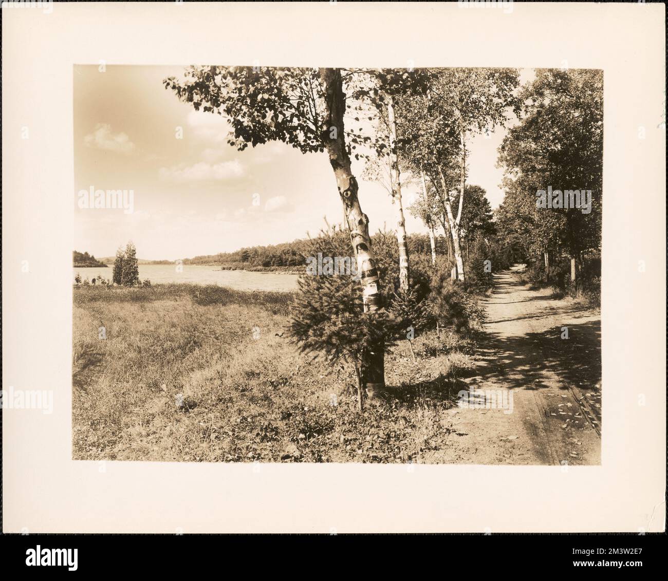 Spot Pond, birch pathway , Trails & paths, Birches, Lakes & ponds. Leon ...