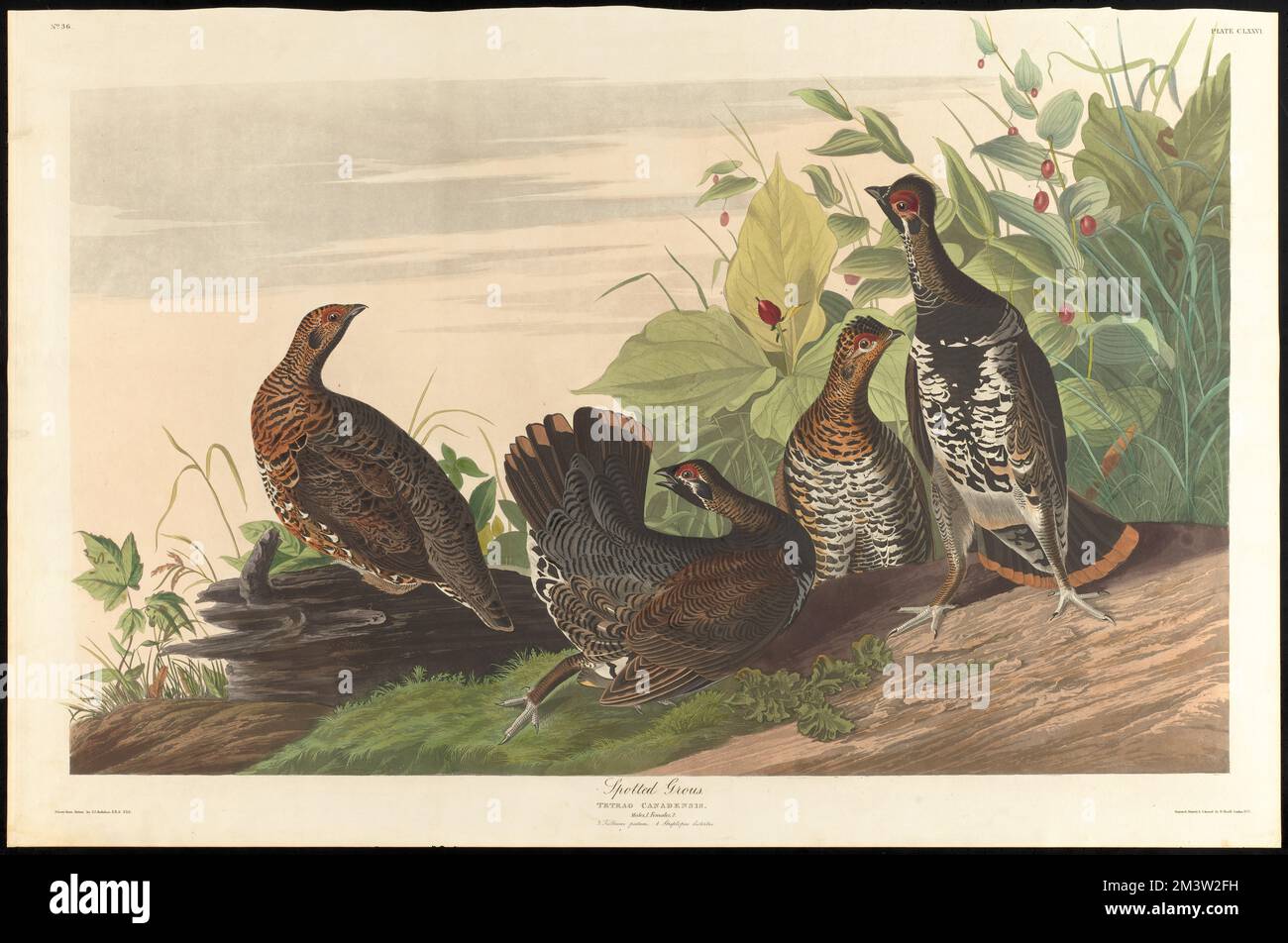 Spotted grous : Tetrao canadensis. Males, 1. Females, 2. 3, Trillium ...