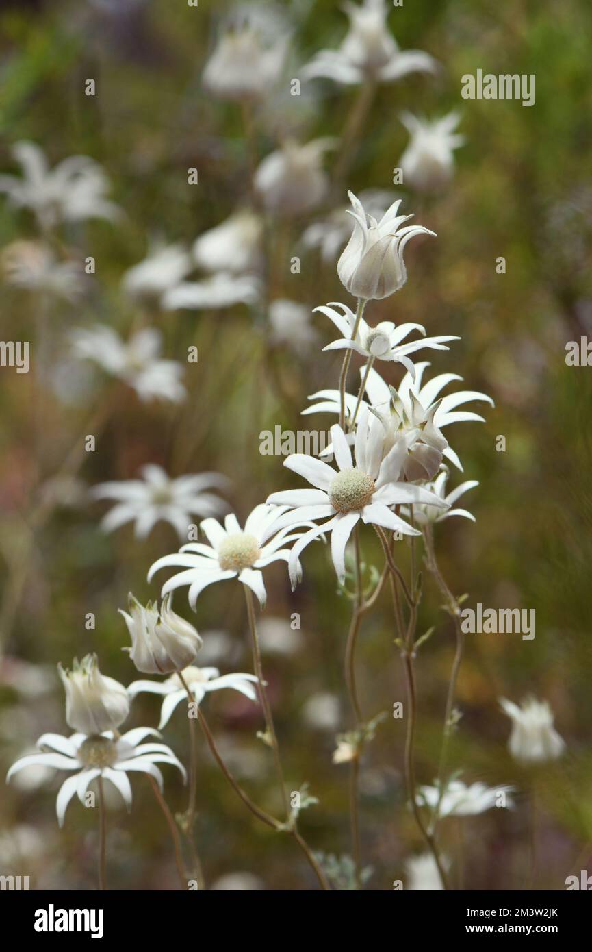 Wild Australian native flannel flowers, Actinotus helianthi, family ...