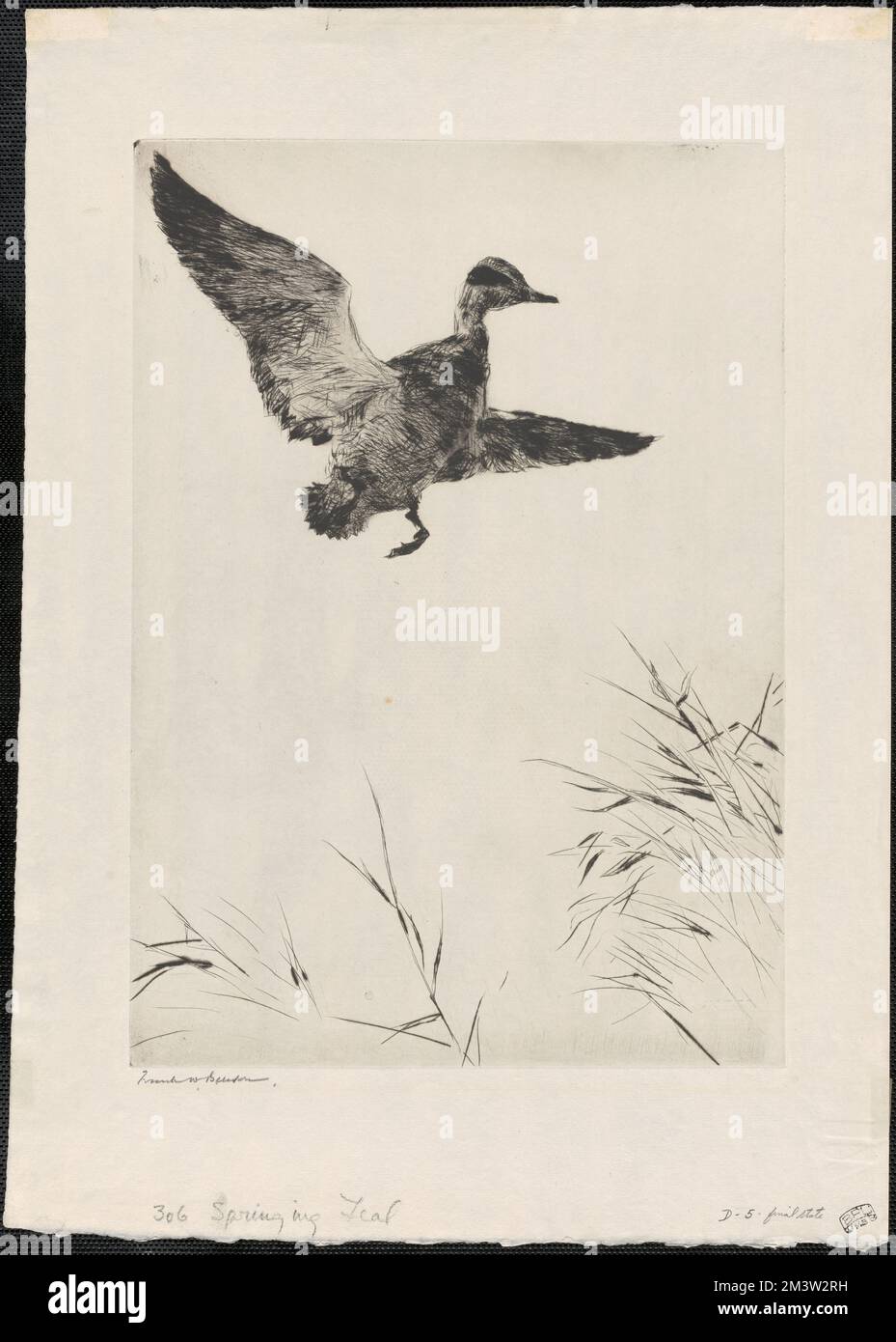 Springing teal , Ducks, Flying, Anas crecca. Frank W. Benson (1862-1951 ...