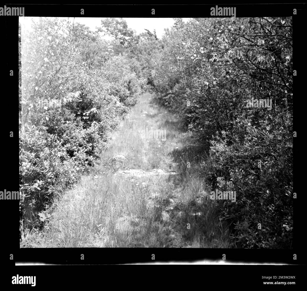 Squantum Ma , Trails & paths. Photographs of the First Naval District ...