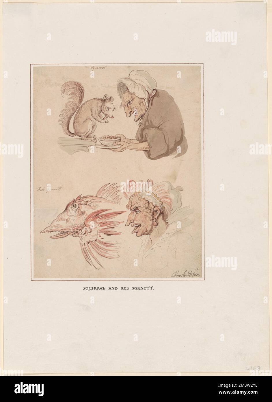 Squirrel and red gurnett , Squirrels, Animal feeding, Fish. Thomas ...