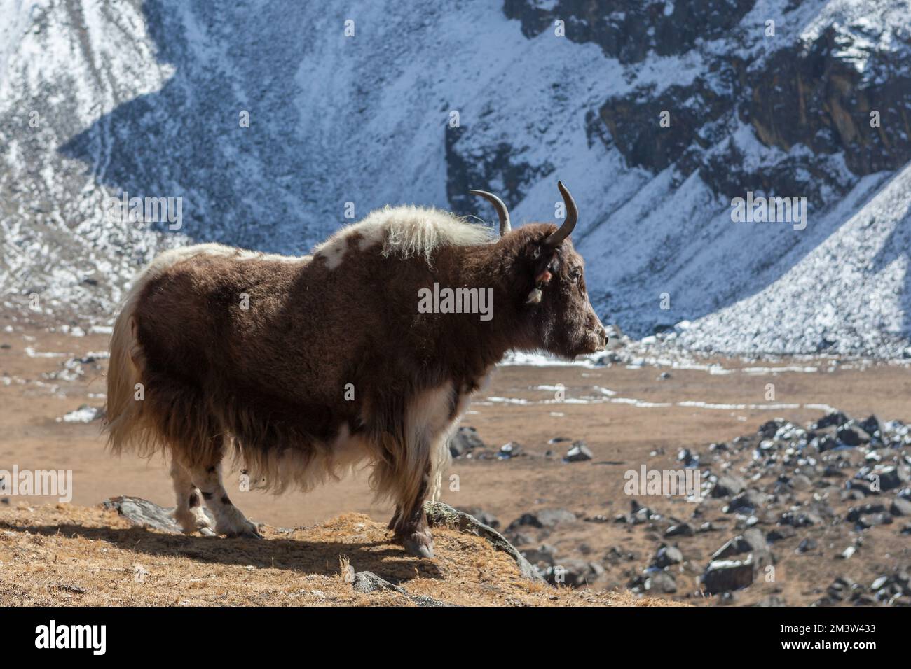 Big brown nepali yak with white tail looks into the distance in remote ...