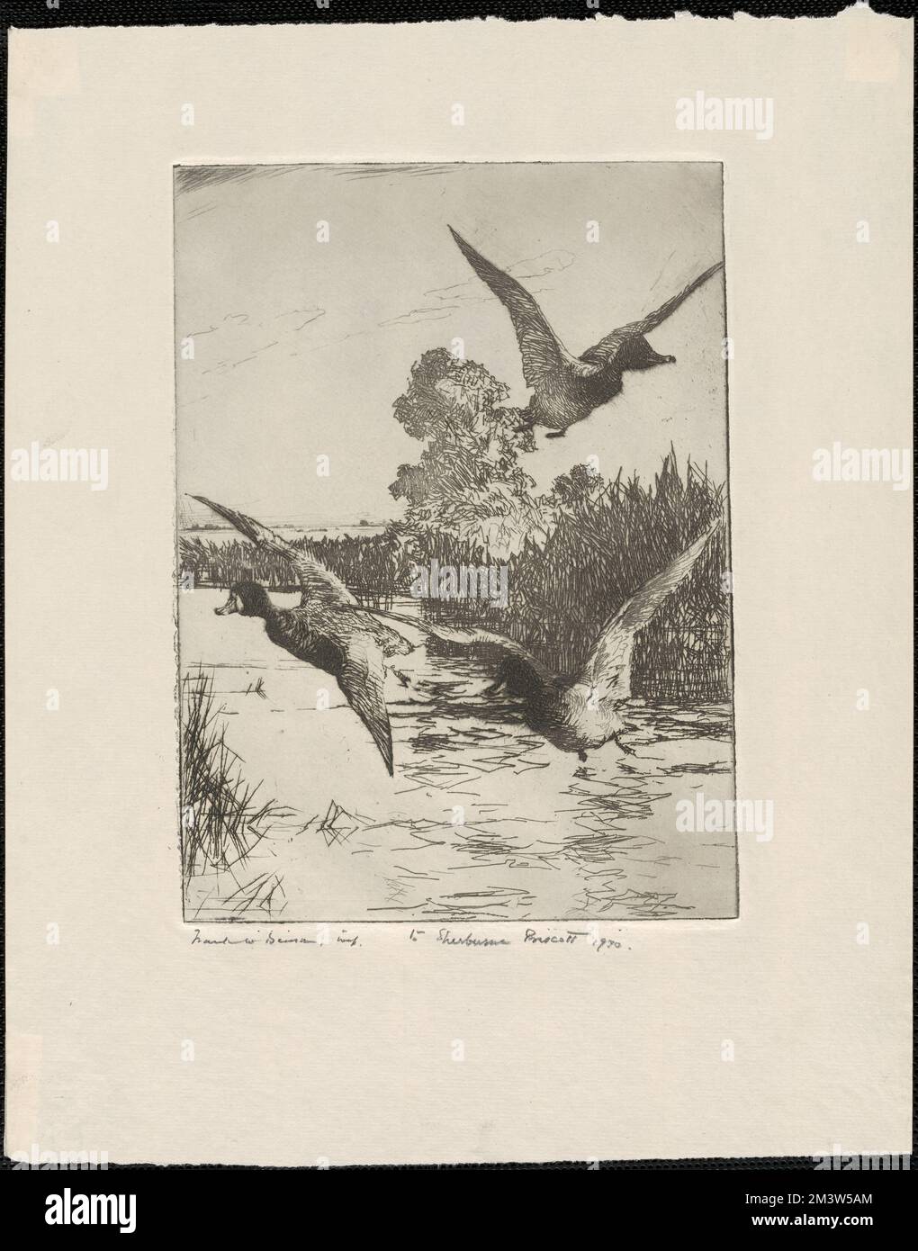Startled ducks , Ducks, Flying, Grasses. Frank W. Benson (1862-1951 ...