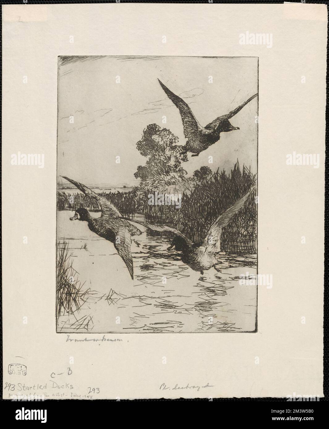 Startled ducks , Ducks, Flying, Grasses. Frank W. Benson (1862-1951 ...