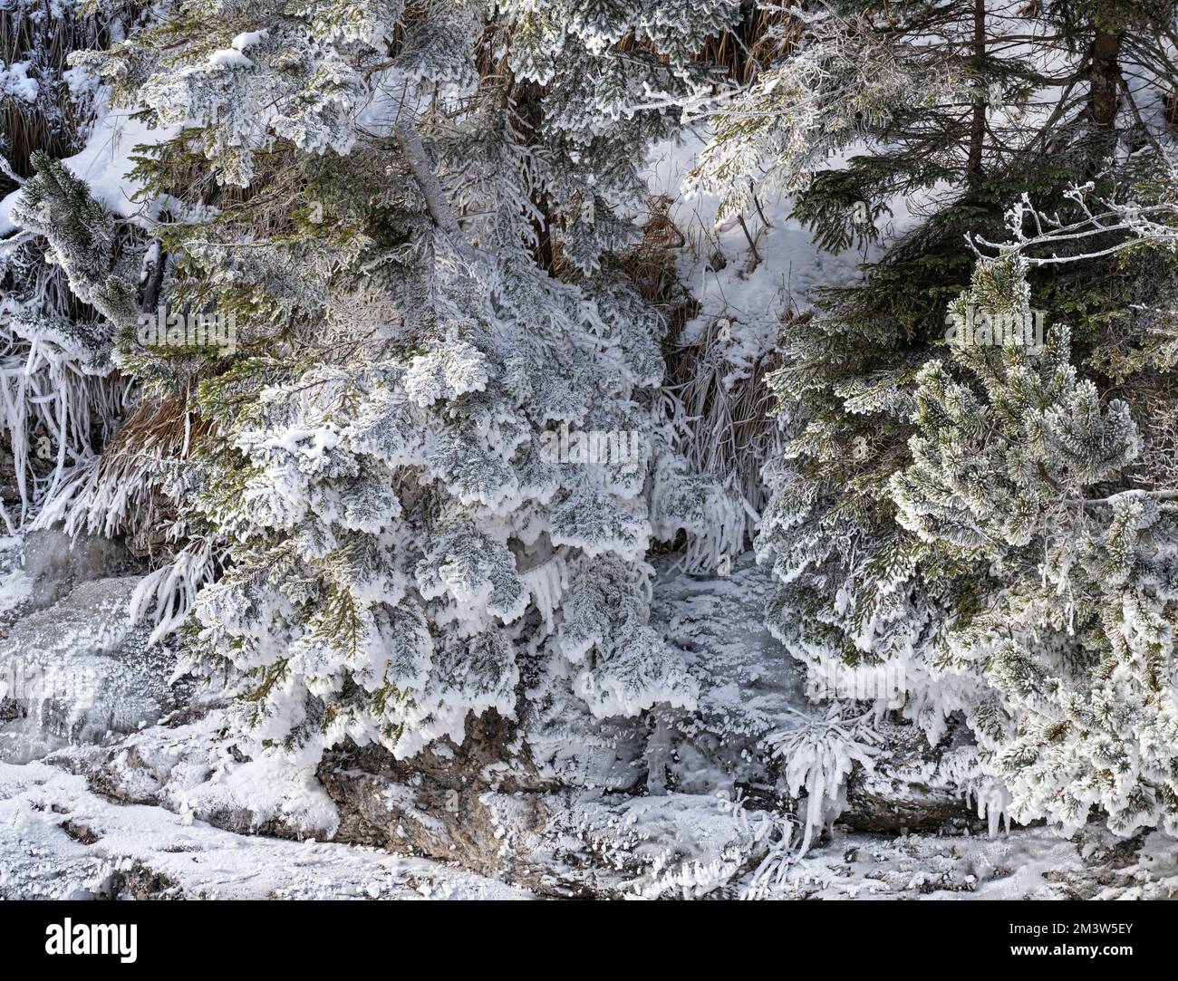 the formations of snow and ice on the branches of plants and trees in ...