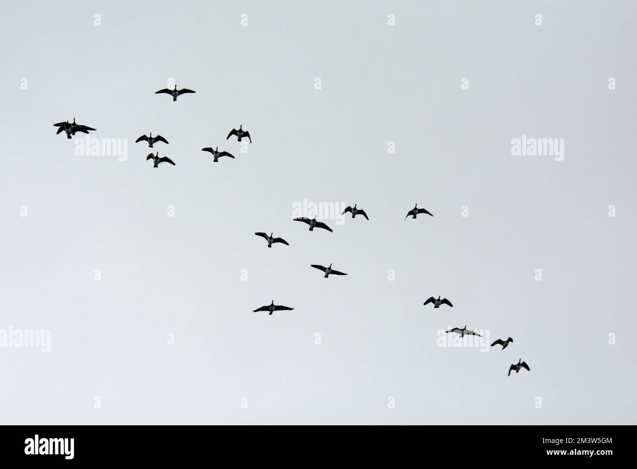 Barnacle Geese along the coastline of Andøya island in the Norwegian ...