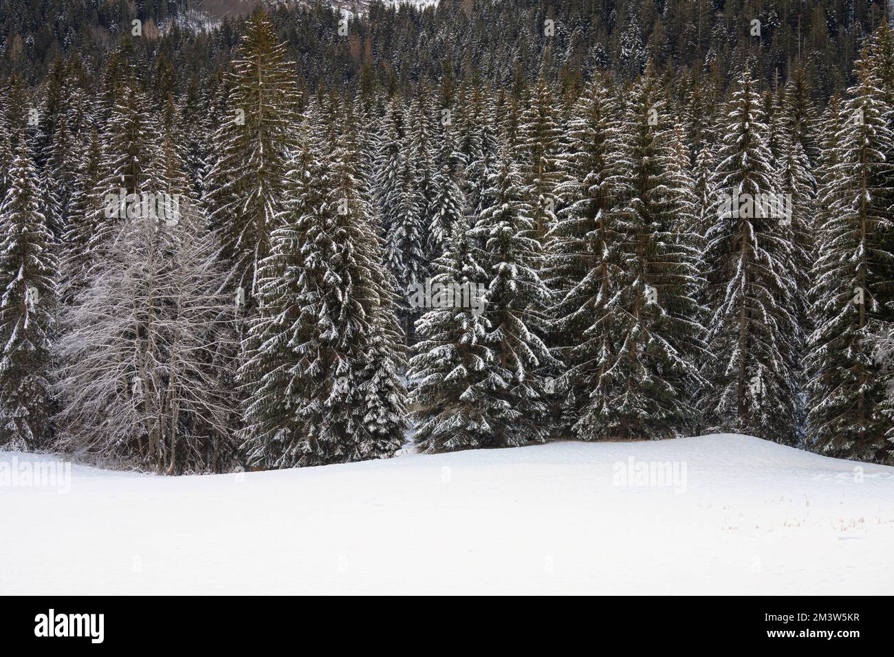 Pines texture hi-res stock photography and images - Alamy