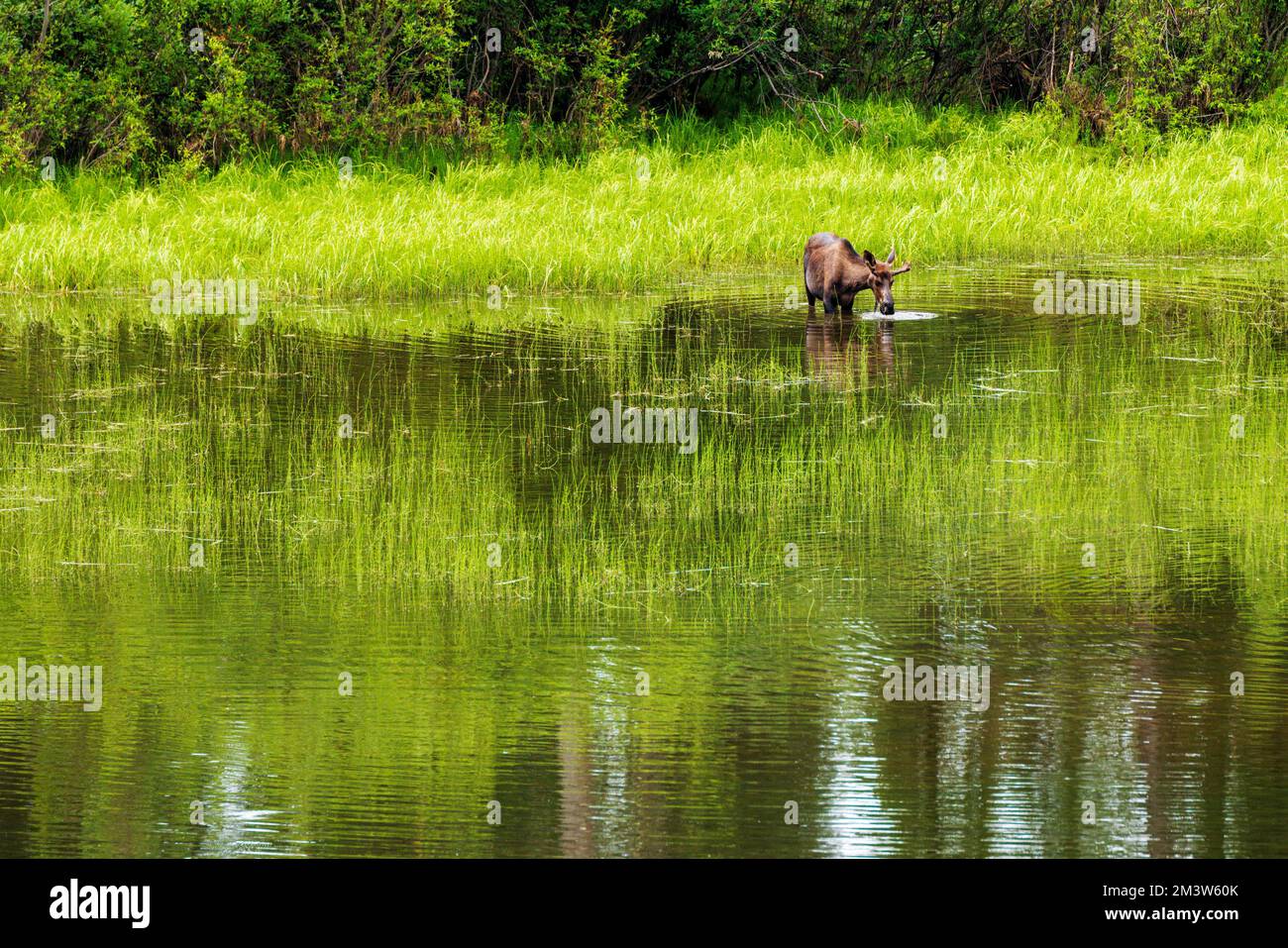 Young bull Moose (Alces alces) feeding on lake vegetation; Dease Lake ...