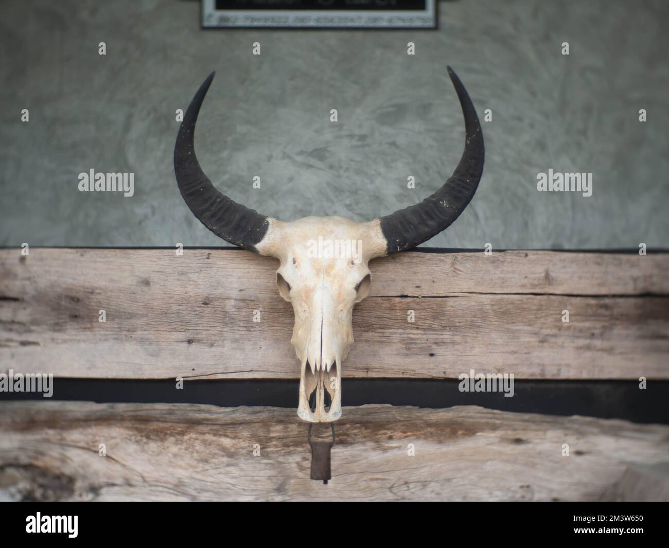 Ankole Watusi Skull