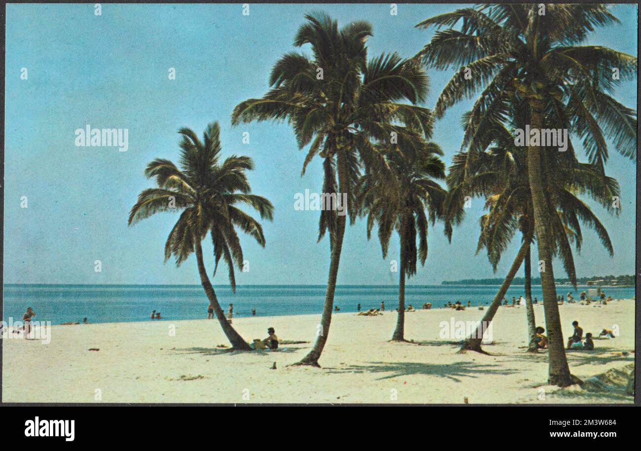 Stately palm trees grace of Florida's many beautiful beaches , Beaches ...
