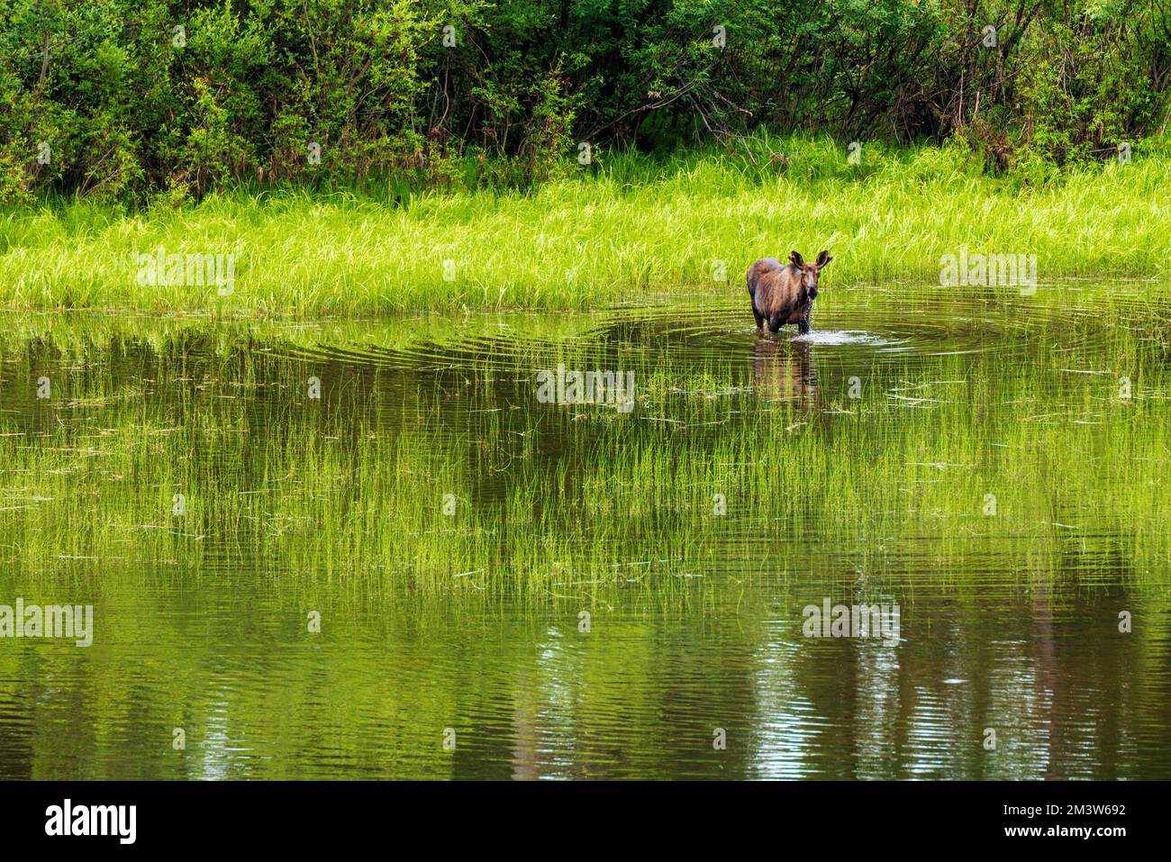 Young bull Moose (Alces alces) feeding on lake vegetation; Dease Lake ...