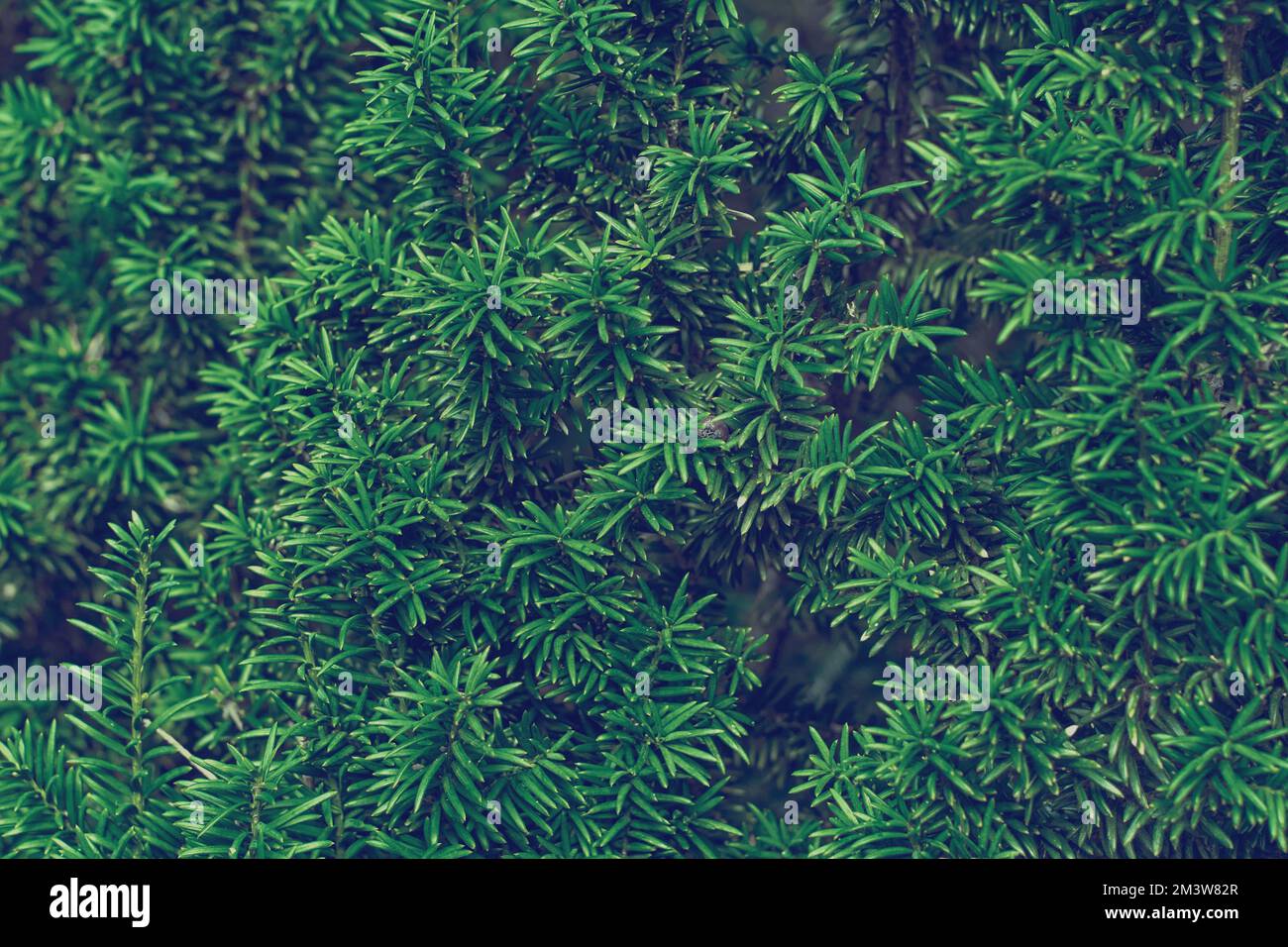 Taxus baccata green twig texture. Berry yew plant texture background ...