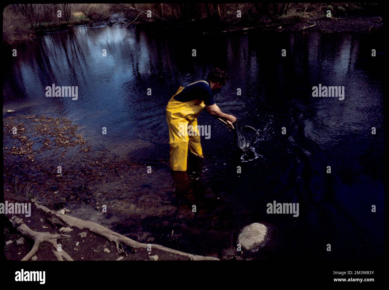 Stocking Pacific Coast 'Coho' Salmon , Rivers, Salmon, Fishing nets ...