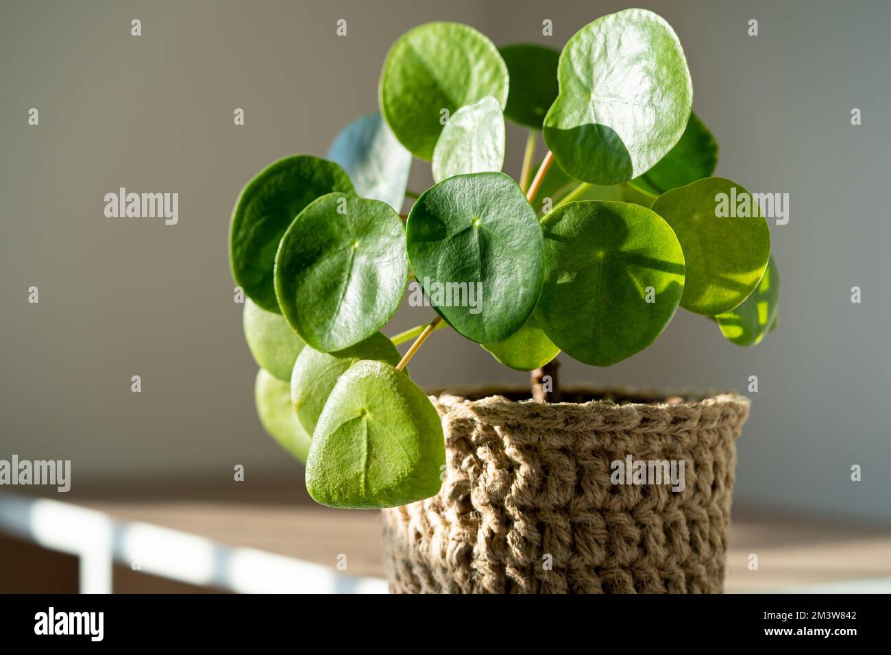 Closeup of Pilea Peperomioides houseplant in cane wicker planter over ...