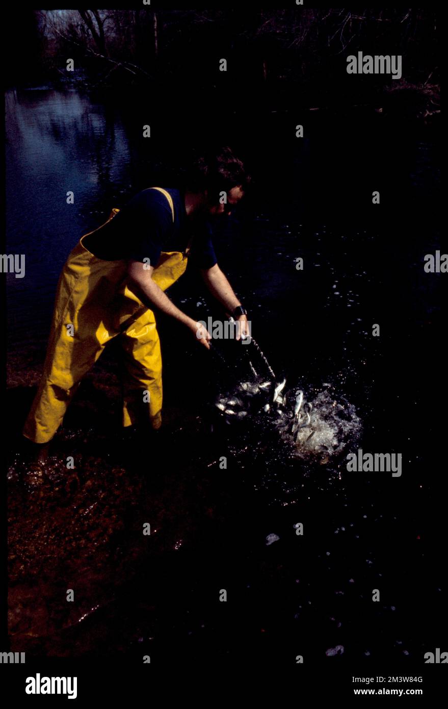 Stocking Pacific Coast 'Coho' Salmon , Rivers, Salmon, Fishing nets ...