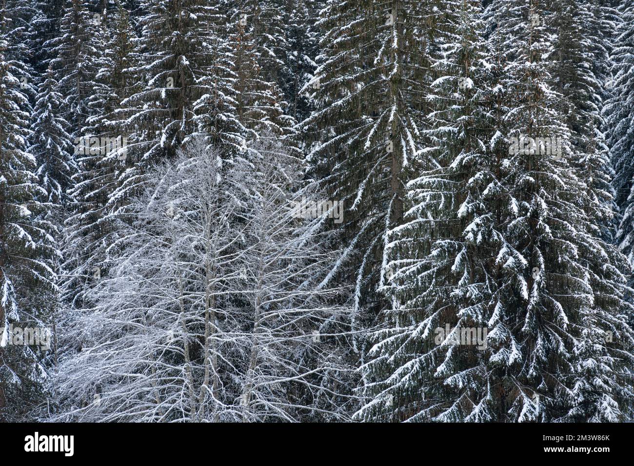 Pines texture hi-res stock photography and images - Alamy