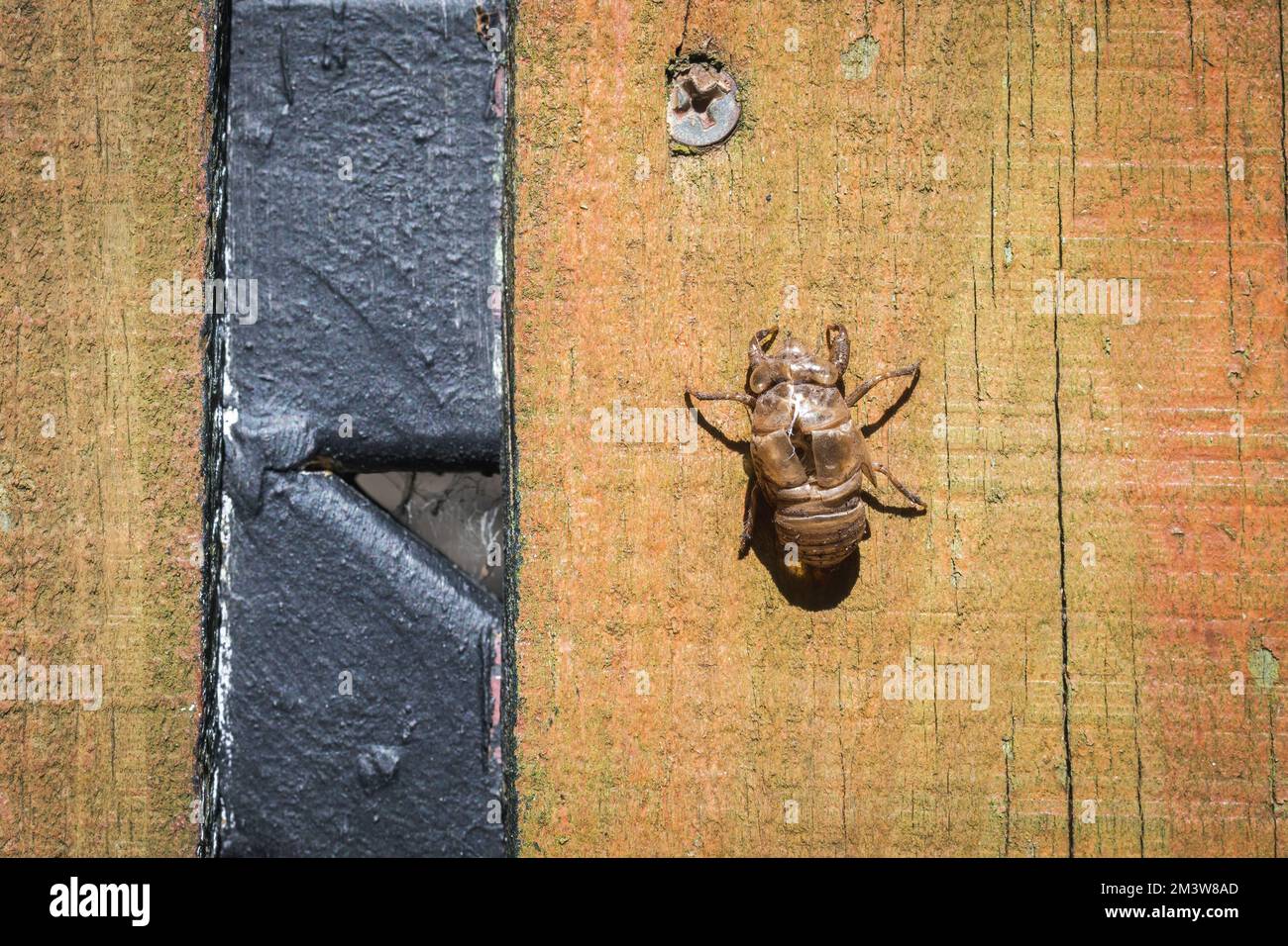 Insect exoskeleton on a wooden fence. Macro view of the exuviae of a ...