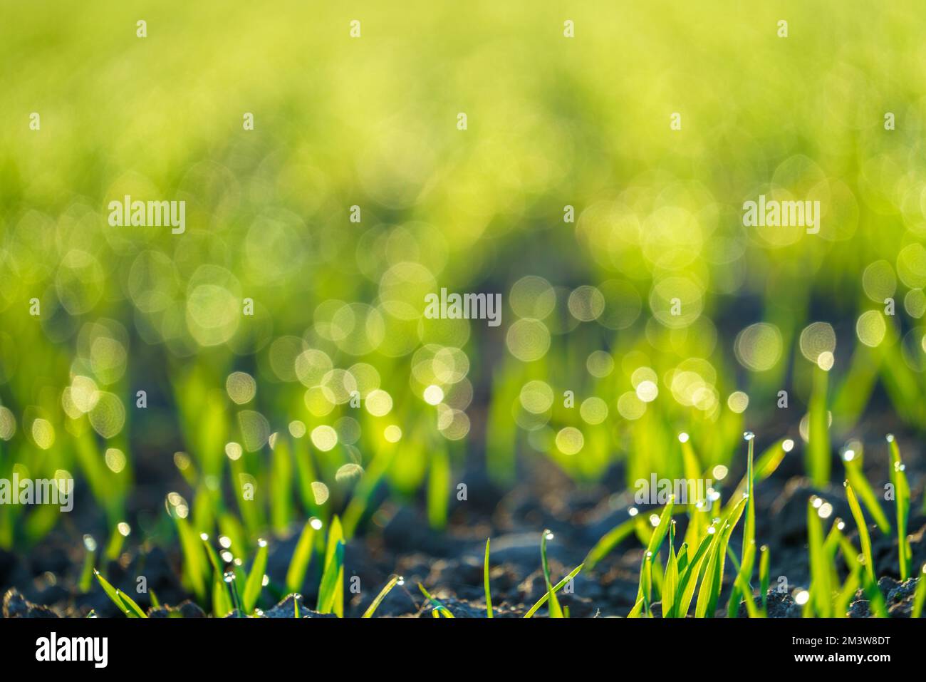 Field of wheat seedlings Stock Photo - Alamy