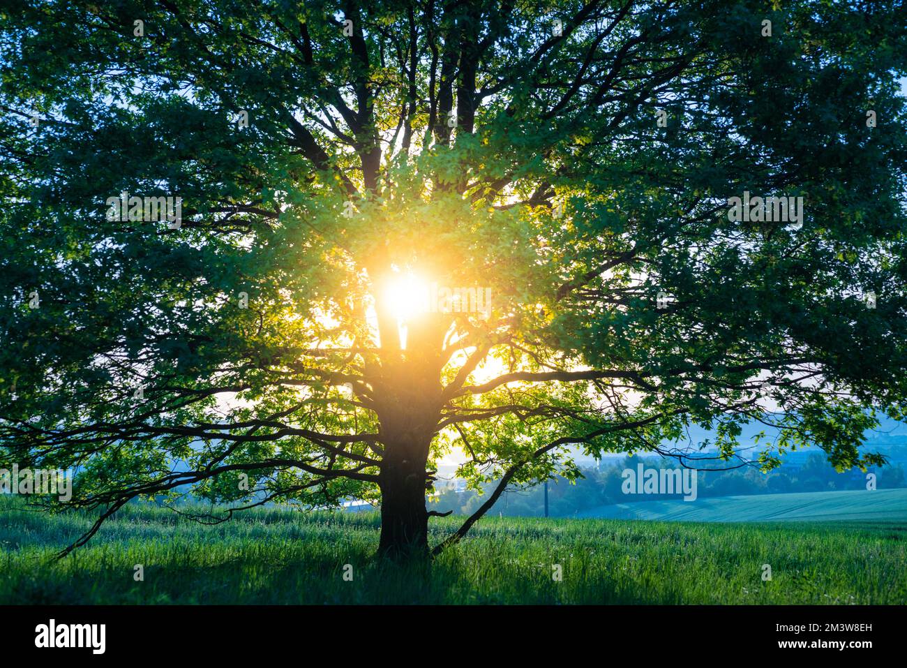 Rising Sun through a tree Stock Photo - Alamy