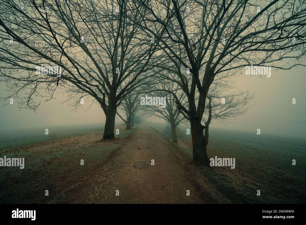 Bare trees in fog Stock Photo - Alamy