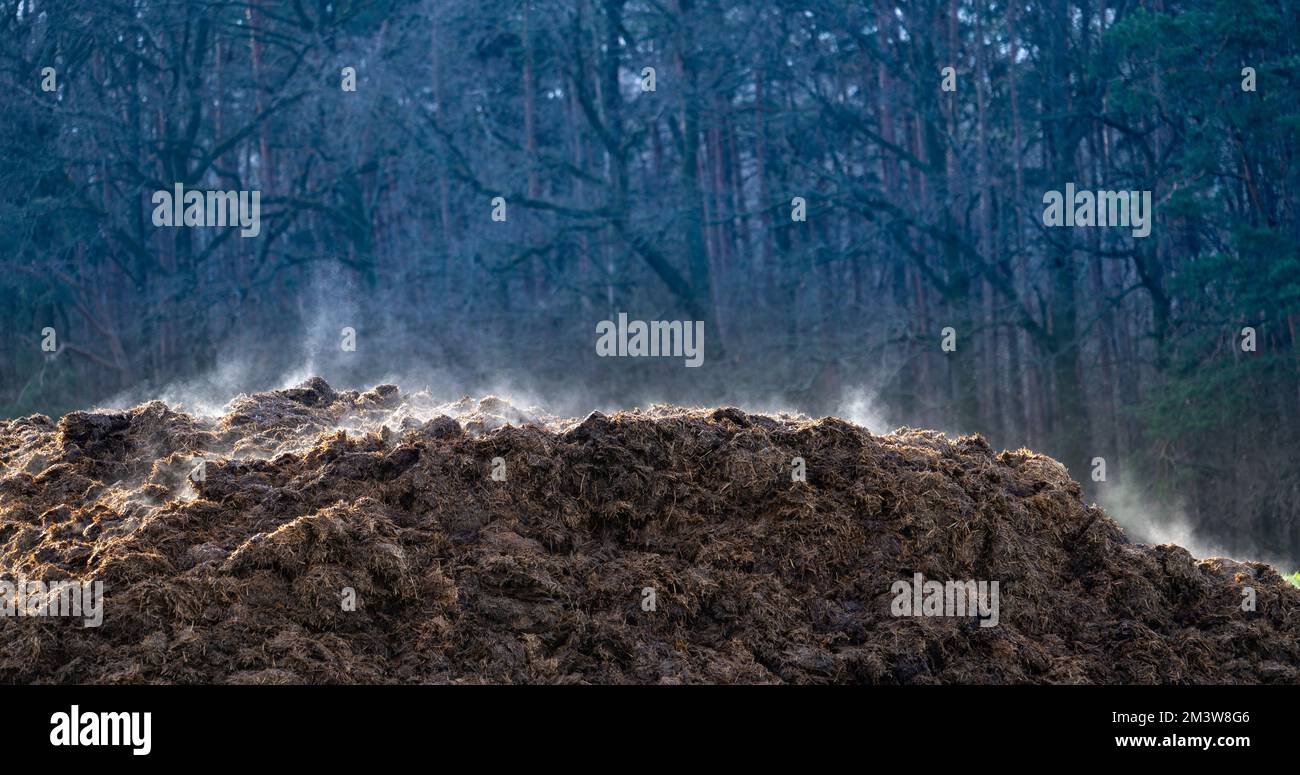 Steaming cow dung Stock Photo - Alamy