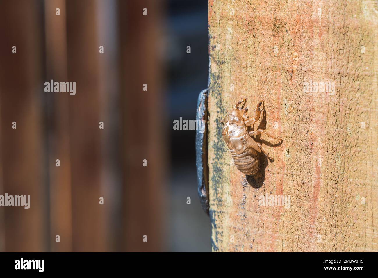 Insect exoskeleton on a wooden fence. Macro view of the exuviae of a ...