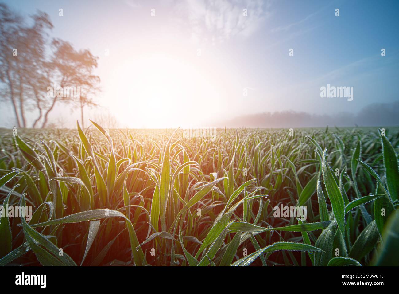 Dew on wheat field Stock Photo - Alamy