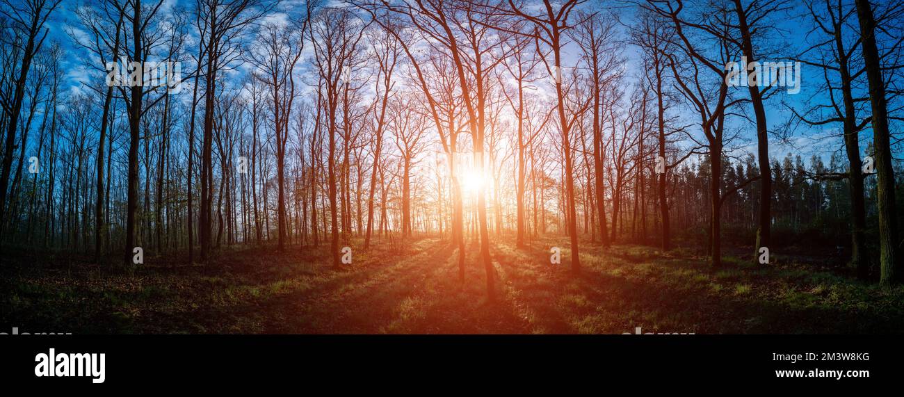 Sun rising through forest Stock Photo - Alamy