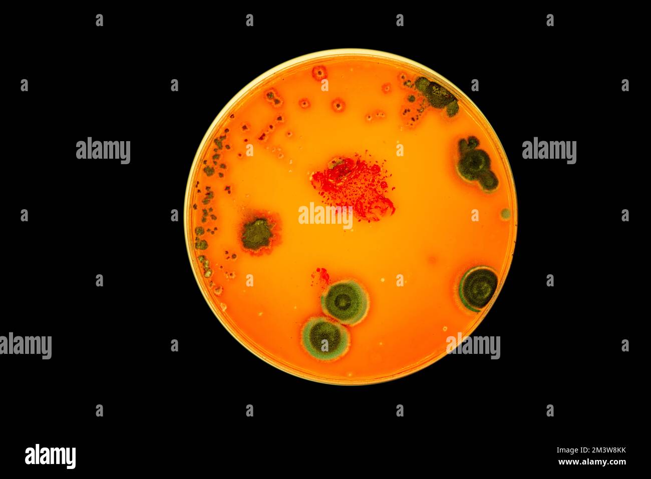 Bacteria cultured on Petri dish Stock Photo - Alamy