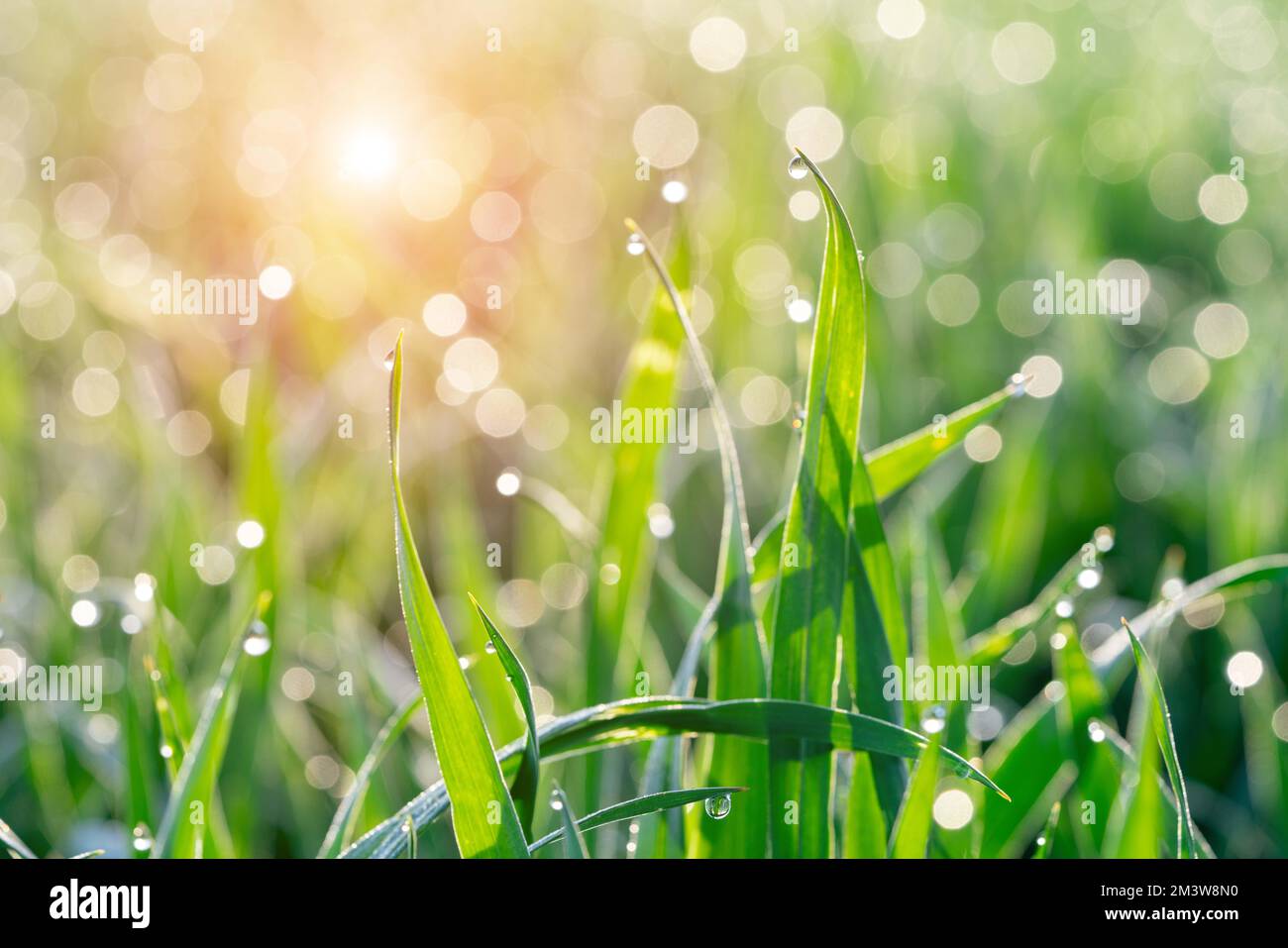 Dew on grass Stock Photo - Alamy