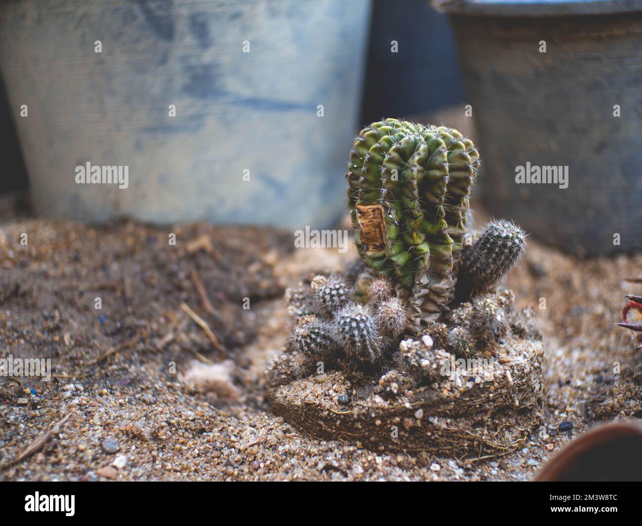 The cactus was removed from the pot until it saw its roots and placed ...