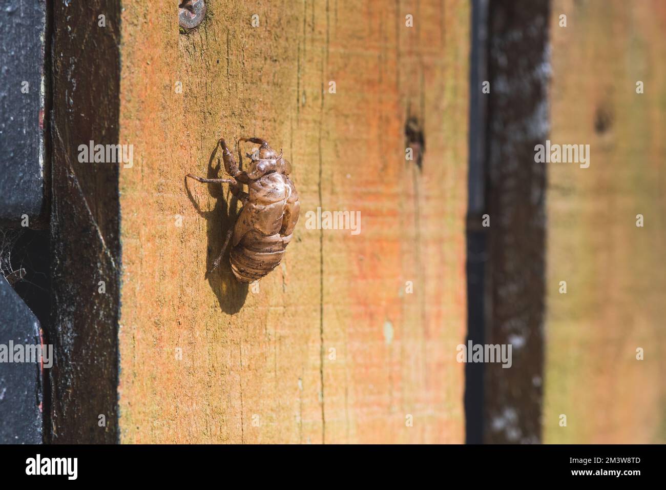 Insect exoskeleton on a wooden fence. Macro view of the exuviae of a ...