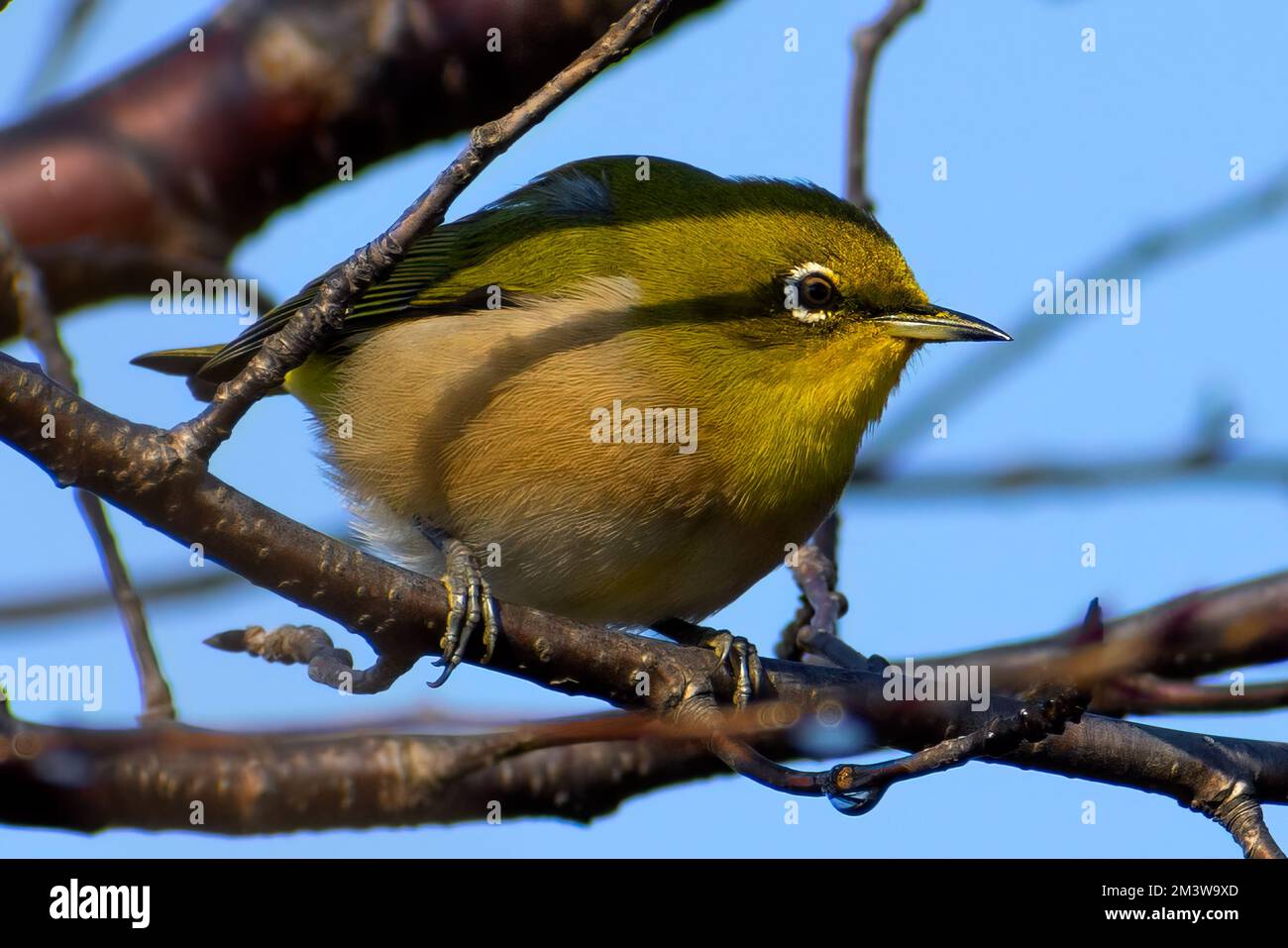 A Japanese white eye bird also known as warbling white eye perching on ...
