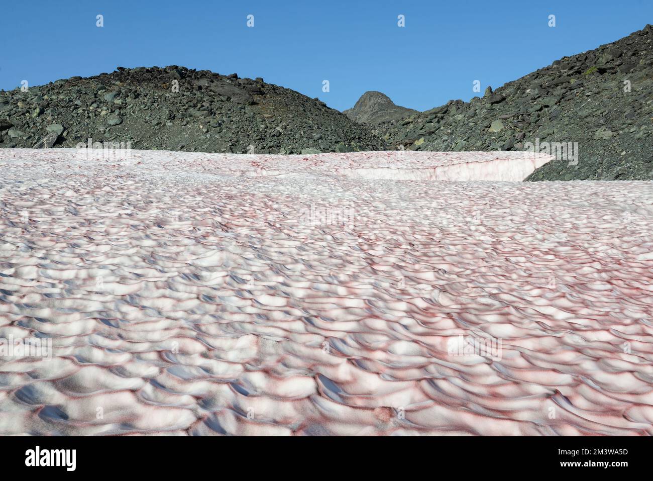 Pink snow in the mountains of the Polar Urals. YaNAO, Russia Stock ...