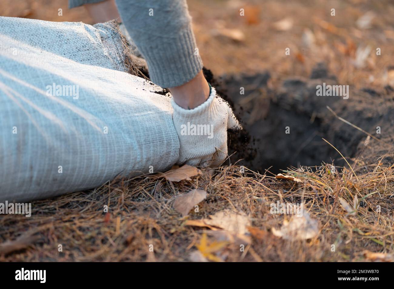 closeup of man hand pouring black soil in hole for planting new trees ...