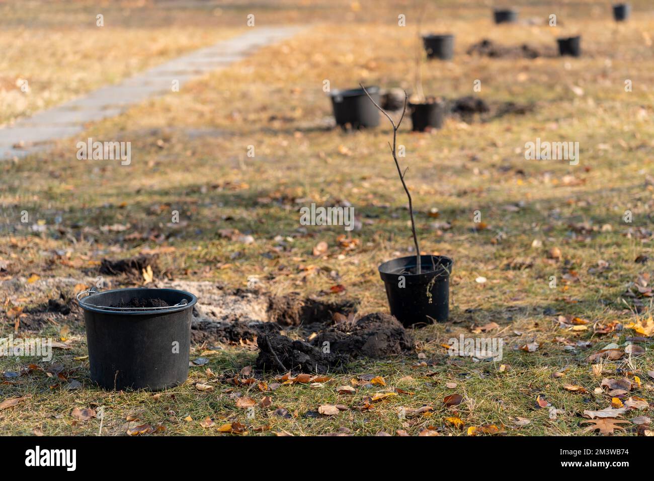reforestation or young tree sapling in pot and bucket or preparing to ...