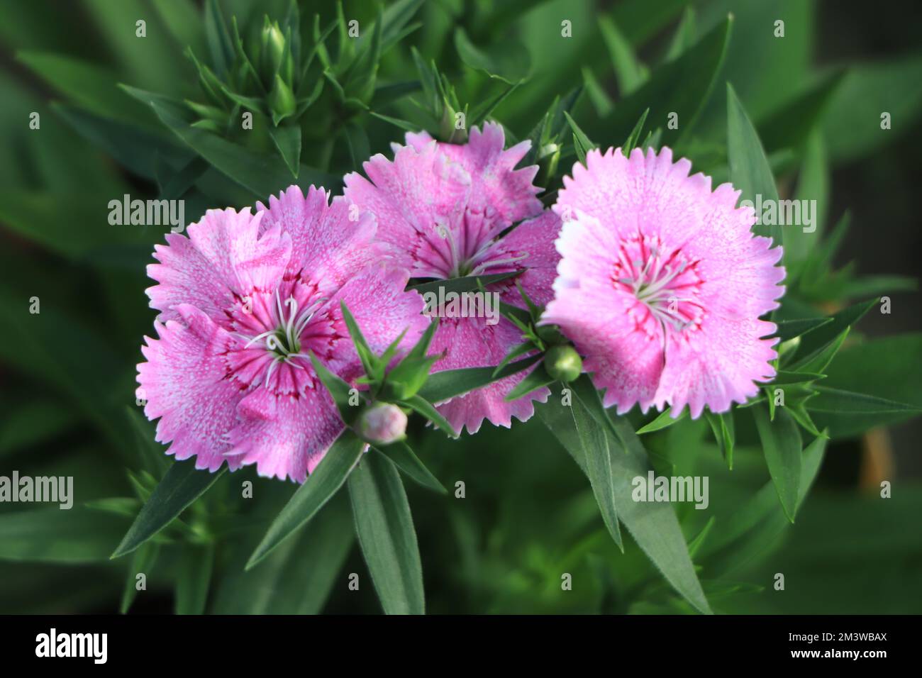 Beautiful Dianthus, perennial Pinks in bright sun Stock Photo - Alamy