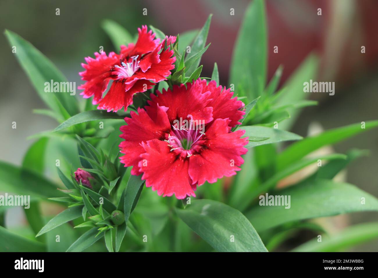 Carpet of rich scarlet Dianthus flowers of the Rockin Red Sweet William ...