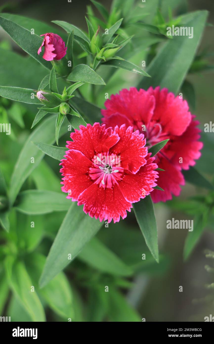 Red carnation flowers background. Blossom texture. Summer pattern Stock ...