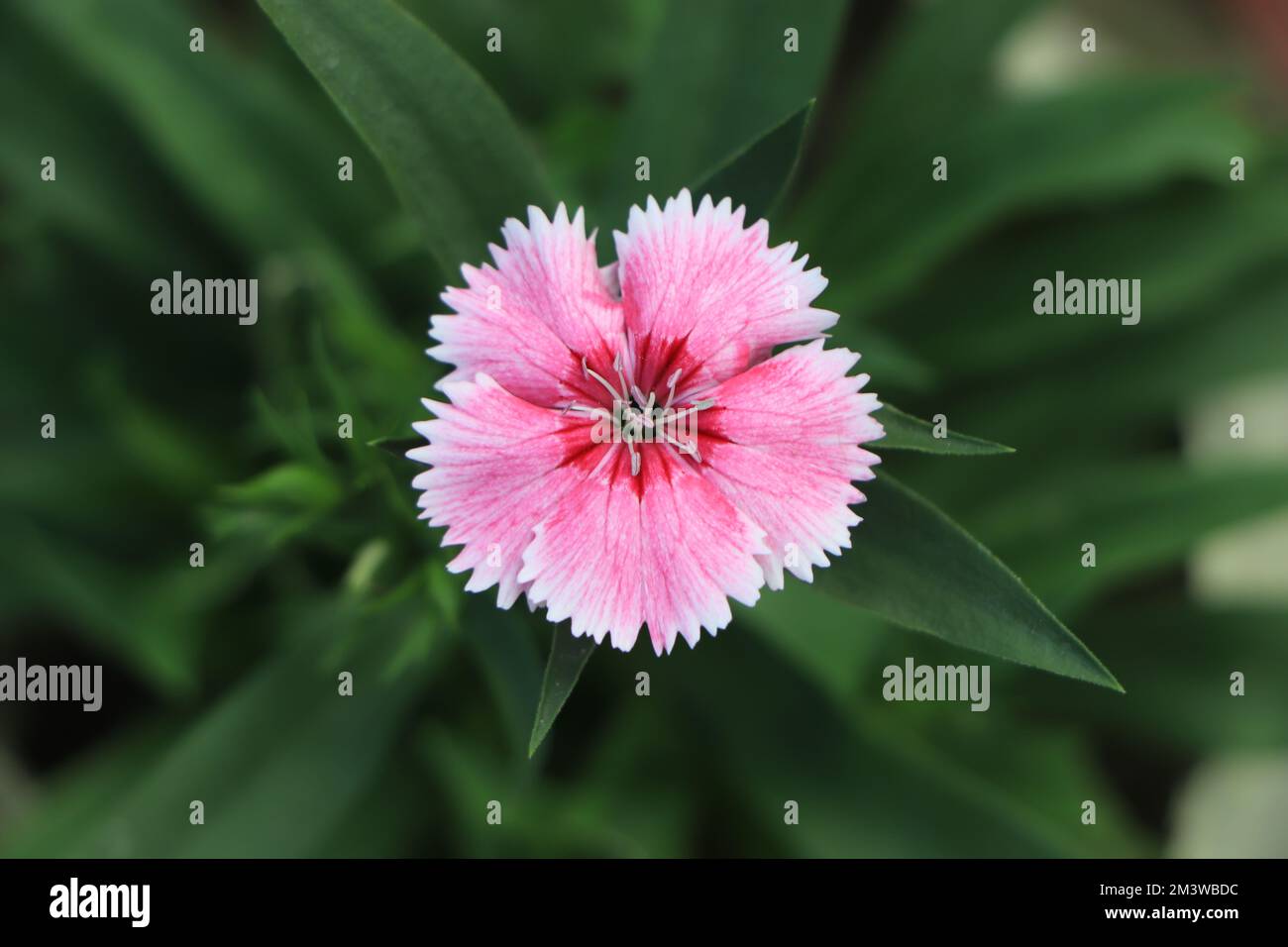 Dianthus pink flower called pink kisses a perennial plant. Dual colours ...