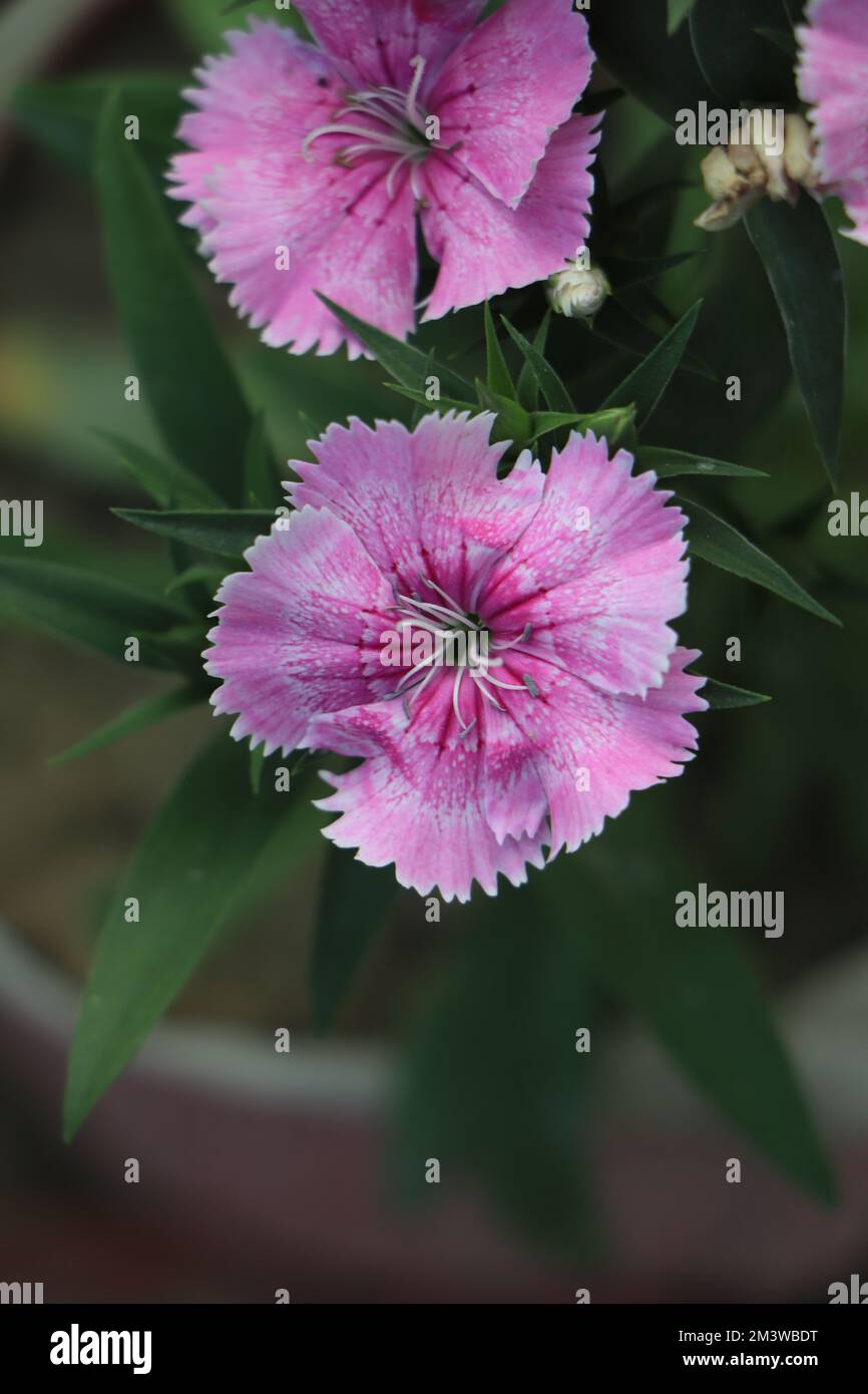 Dianthus gratianopolitanus or cheddar pink many pink flowers Stock ...