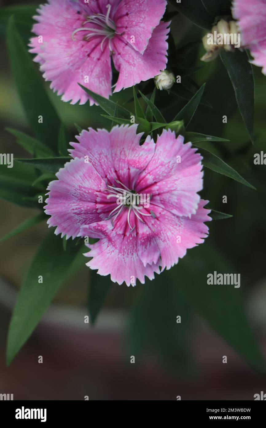 Cheddar Pink - Dianthus gratianopolitanus Rare Somerset fllower Stock ...