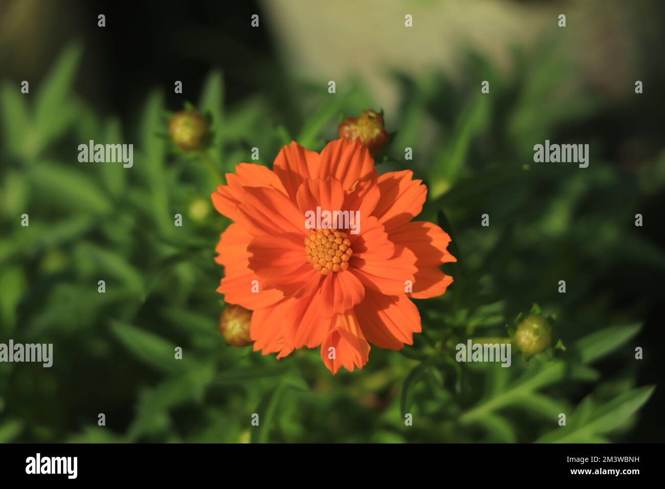Cosmos yellow cosmos japan hi-res stock photography and images - Alamy