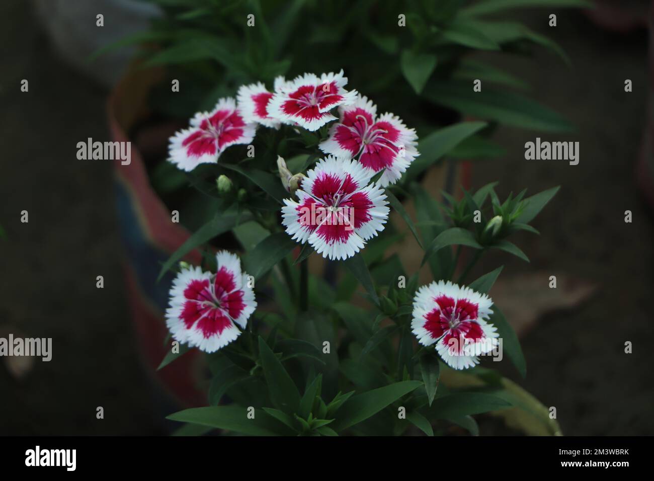 Dianthus barbatus beautiful ornamental flowering plants, group of ...