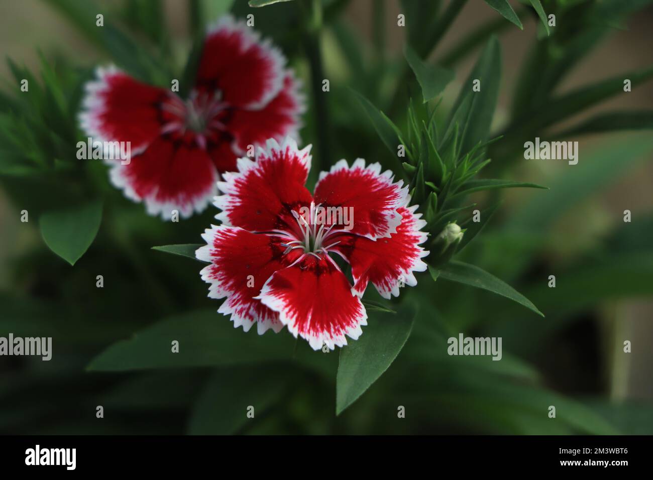 Dianthus barbatus beautiful ornamental flowering plants, group of ...
