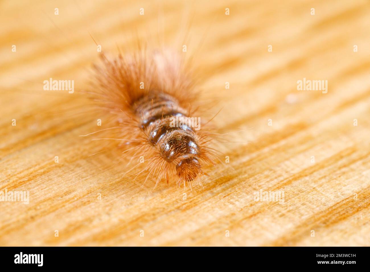 Larvae of the cobweb beetle (Ctesias serra Stock Photo - Alamy