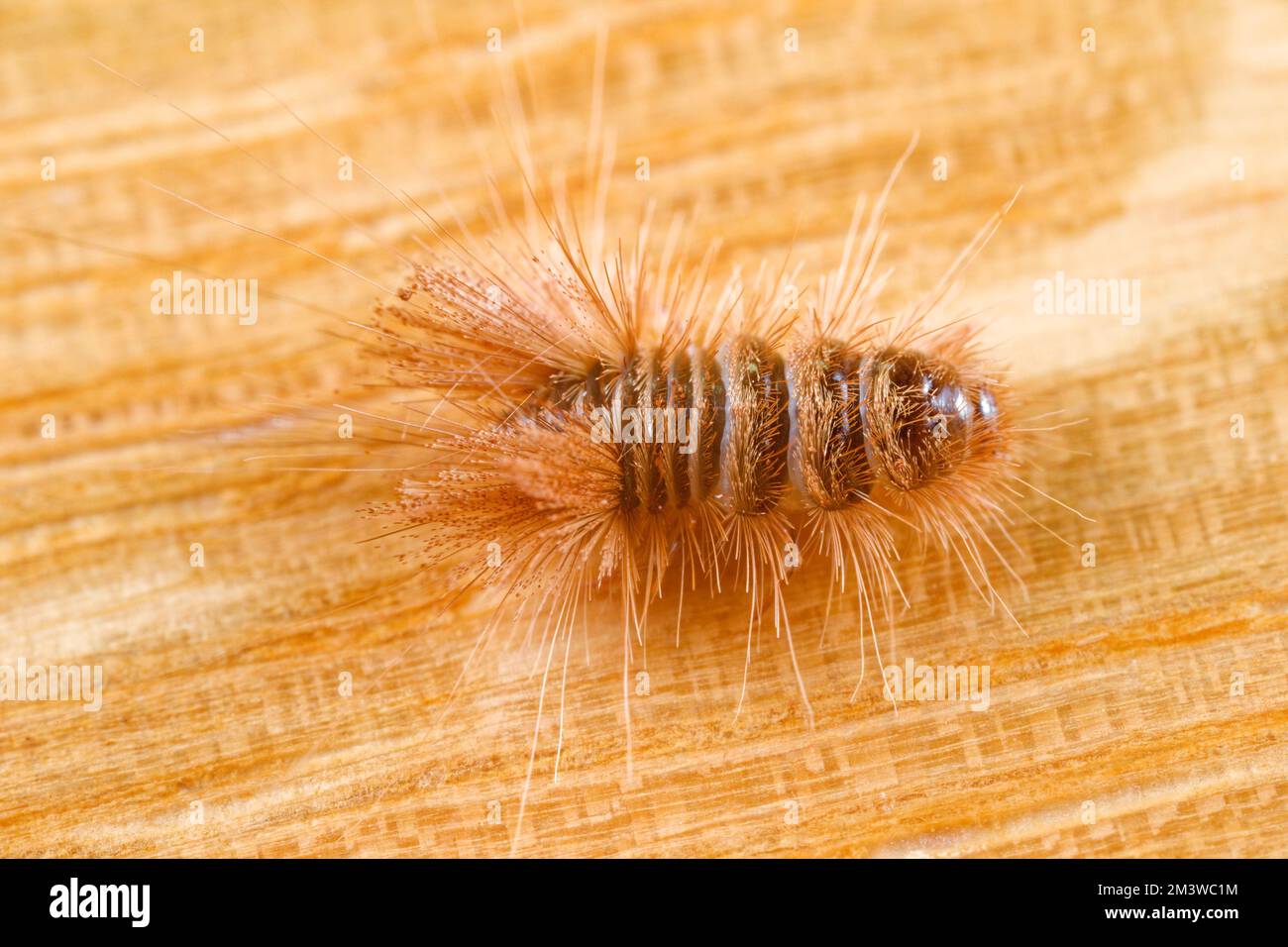 Larvae of the cobweb beetle (Ctesias serra Stock Photo - Alamy