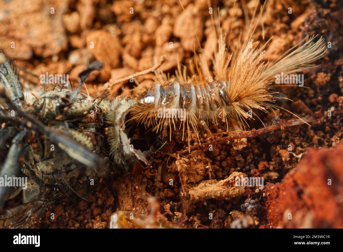 Larvae of the cobweb beetle (Ctesias serra Stock Photo - Alamy